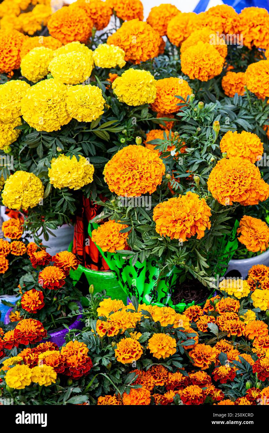 Plants of cempansuchil. Cempasuchil flower festival on the famous Paseo ...