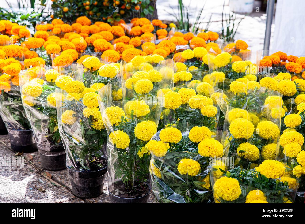 Plants of cempansuchil. Cempasuchil flower festival on the famous Paseo ...