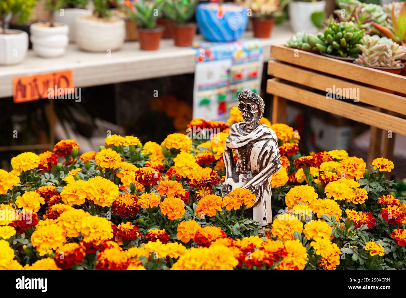 Plants of cempansuchil. Cempasuchil flower festival on the famous Paseo ...