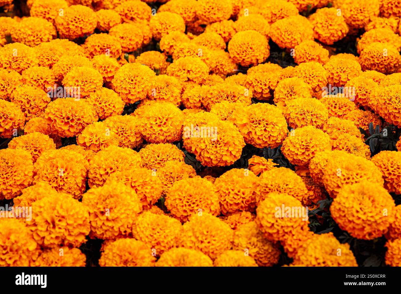 Plants of cempansuchil. Cempasuchil flower festival on the famous Paseo ...