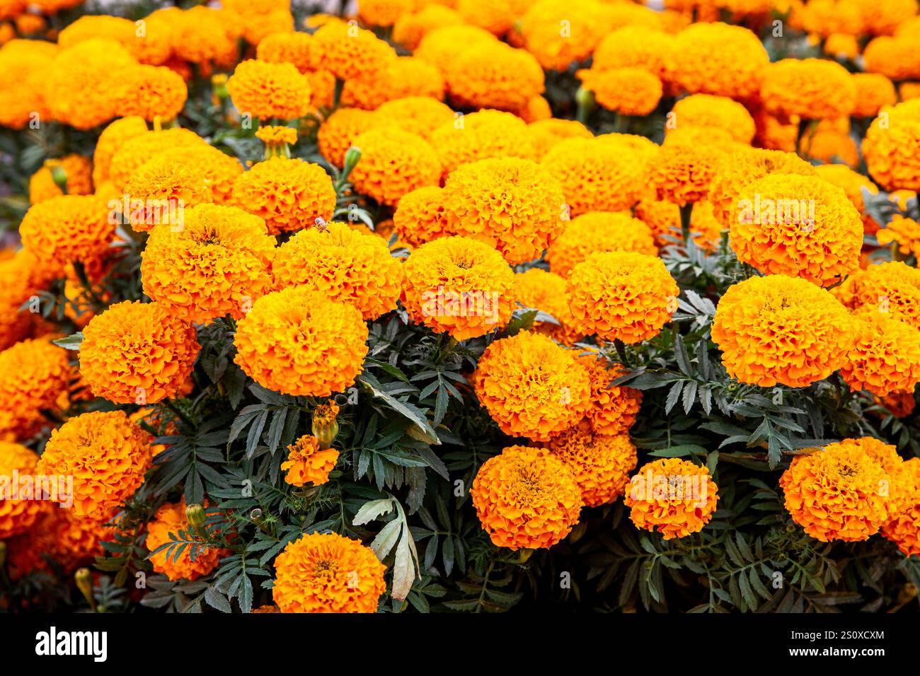 Plants of cempansuchil. Cempasuchil flower festival on the famous Paseo ...