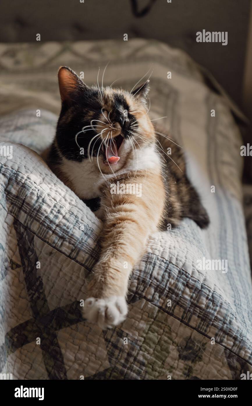 A cute striped fluffy cat opens its mouth wide. Showing teeth and pink ...