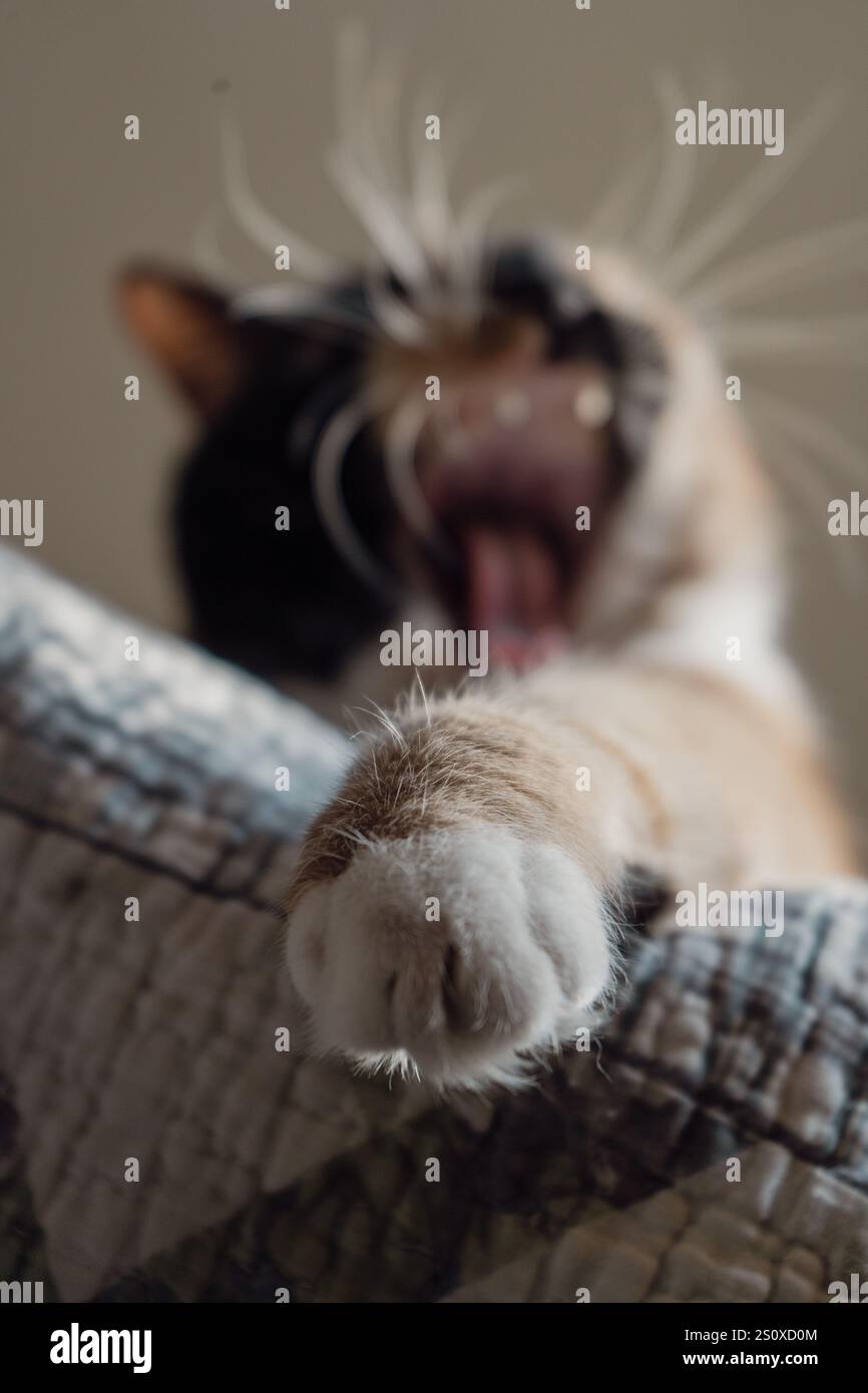 A cute striped fluffy cat opens its mouth wide. Showing teeth and pink ...