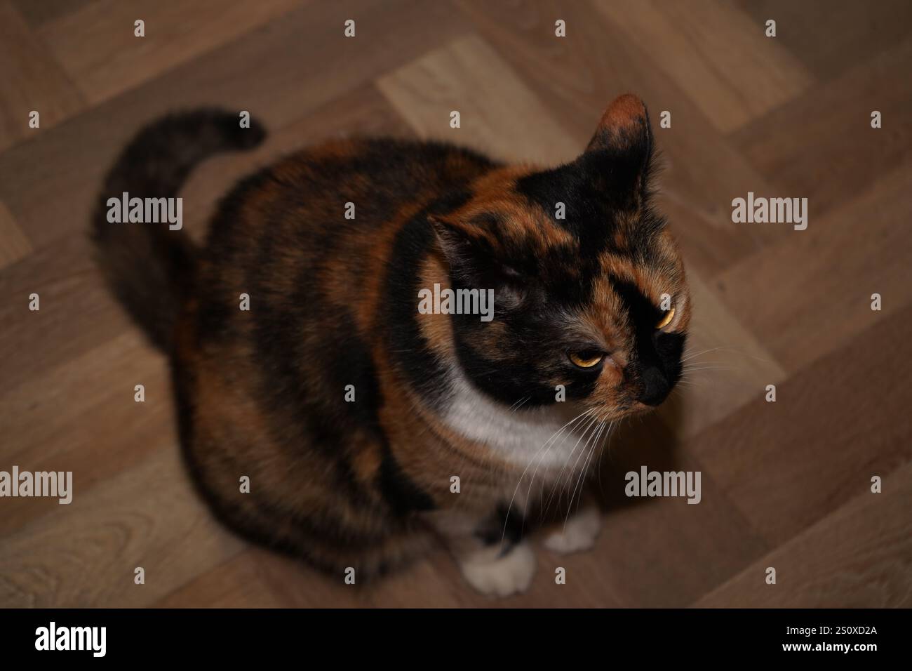 Sitting on a linoleum floor, a calico cat showcases its captivating ...