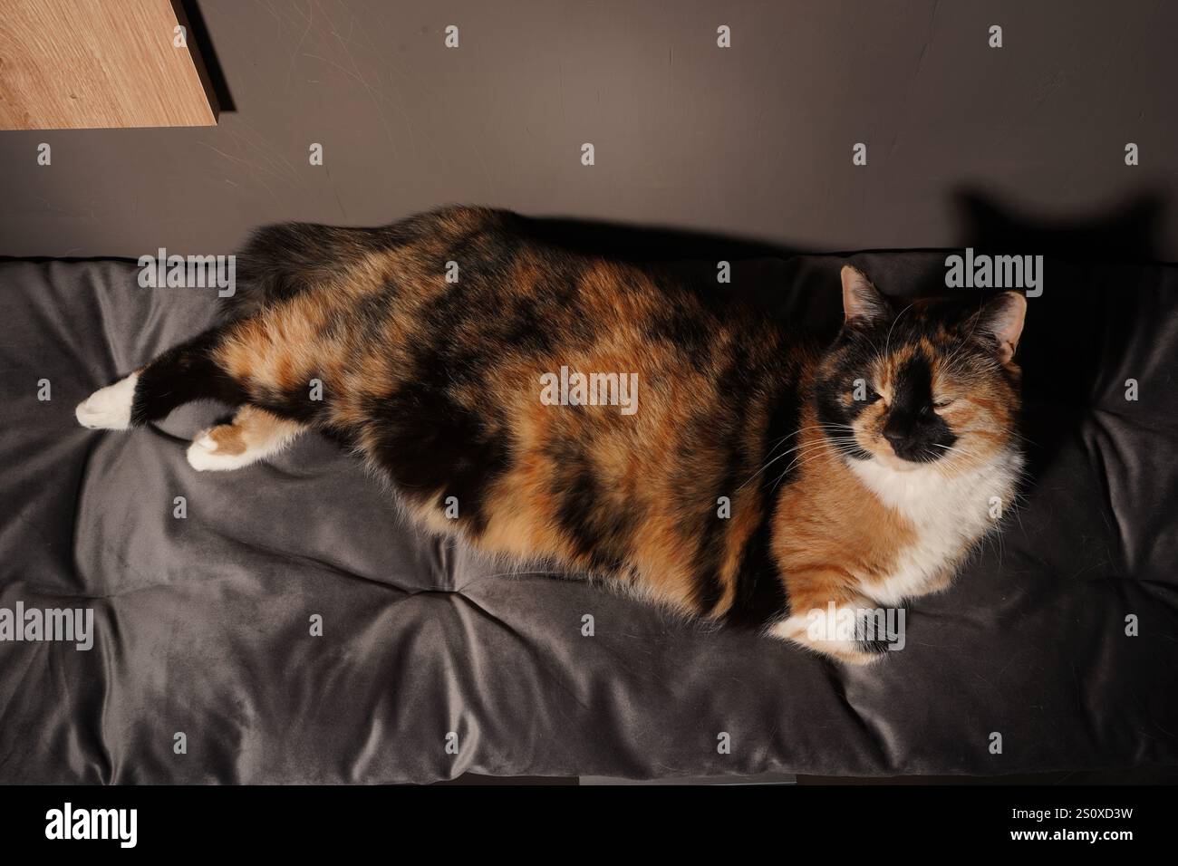A calico cat rests peacefully on a soft gray pillow in a cozy room. Its ...