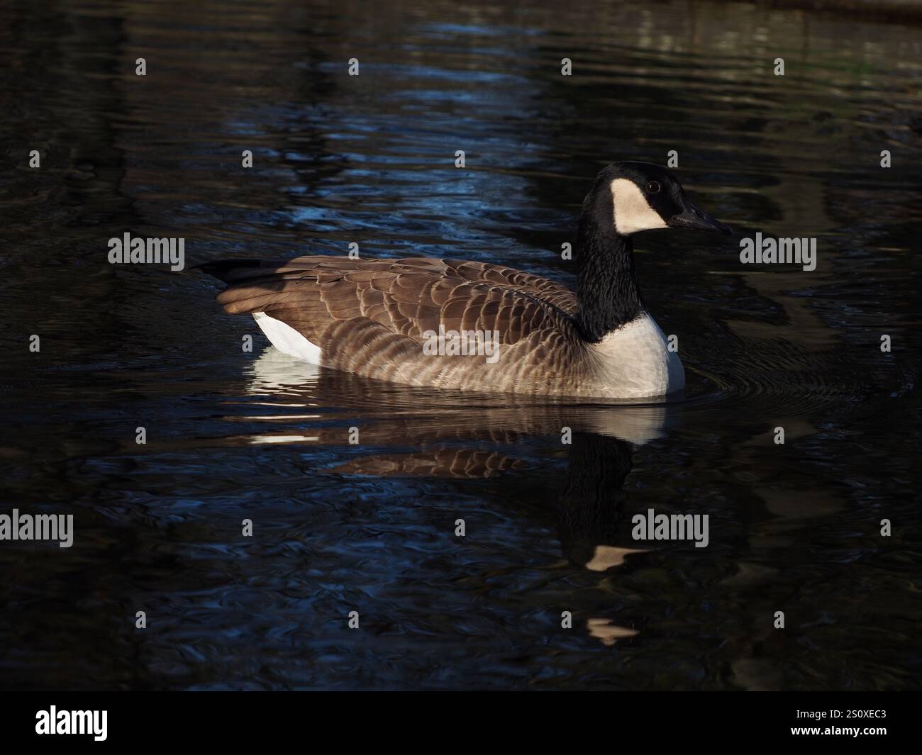 A canadian goose (branta canadensis) on the pond in the Rheinaue park ...