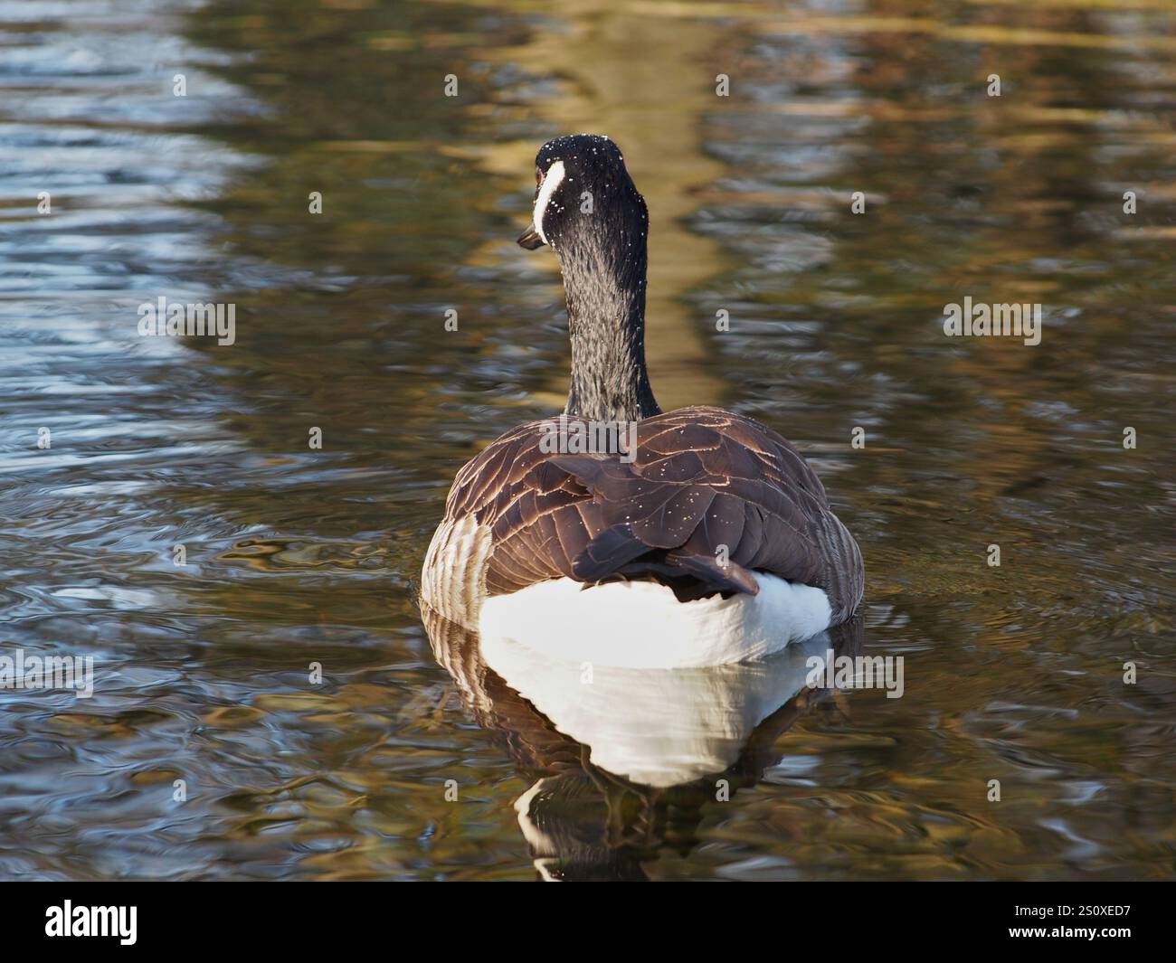 Close-up back view of a canadian goose (branta canadensis) on the pond ...