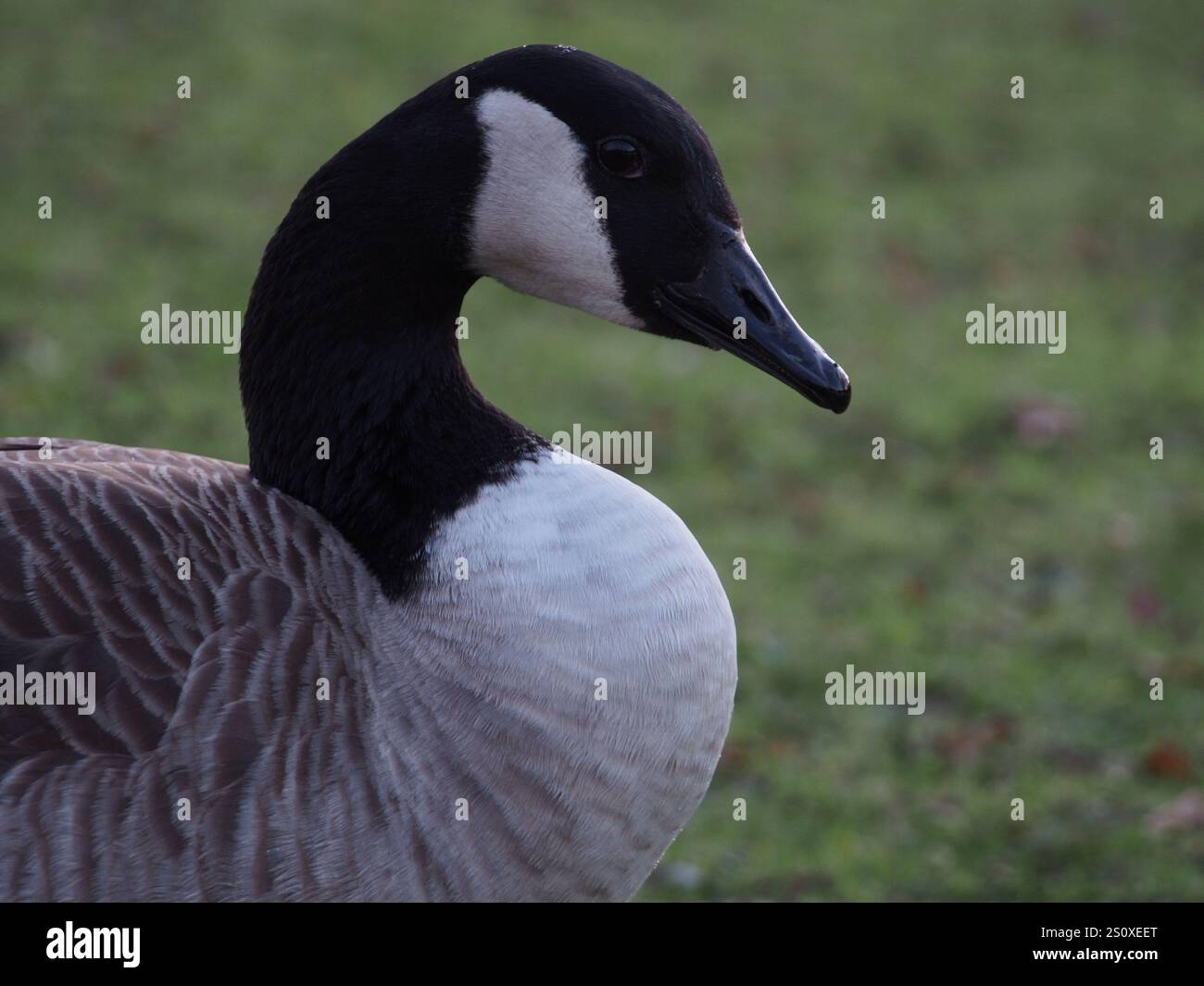 Close-up of a canadian goose (branta canadensis) in the Rheinaue park ...