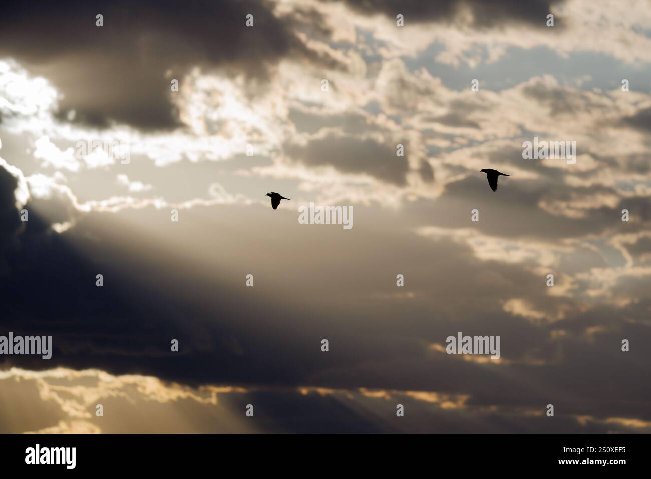 Mourning Doves in flight, Socorro county, New Mexico, USA Stock Photo ...