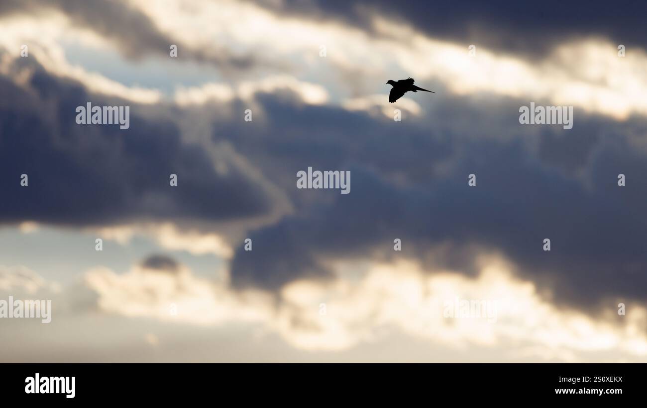 Mourning Doves in flight, Socorro county, New Mexico, USA Stock Photo ...