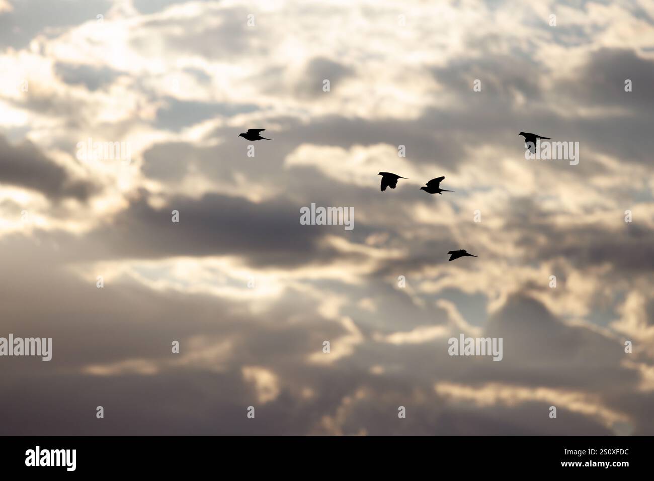 Mourning Doves in flight, Socorro county, New Mexico, USA Stock Photo ...