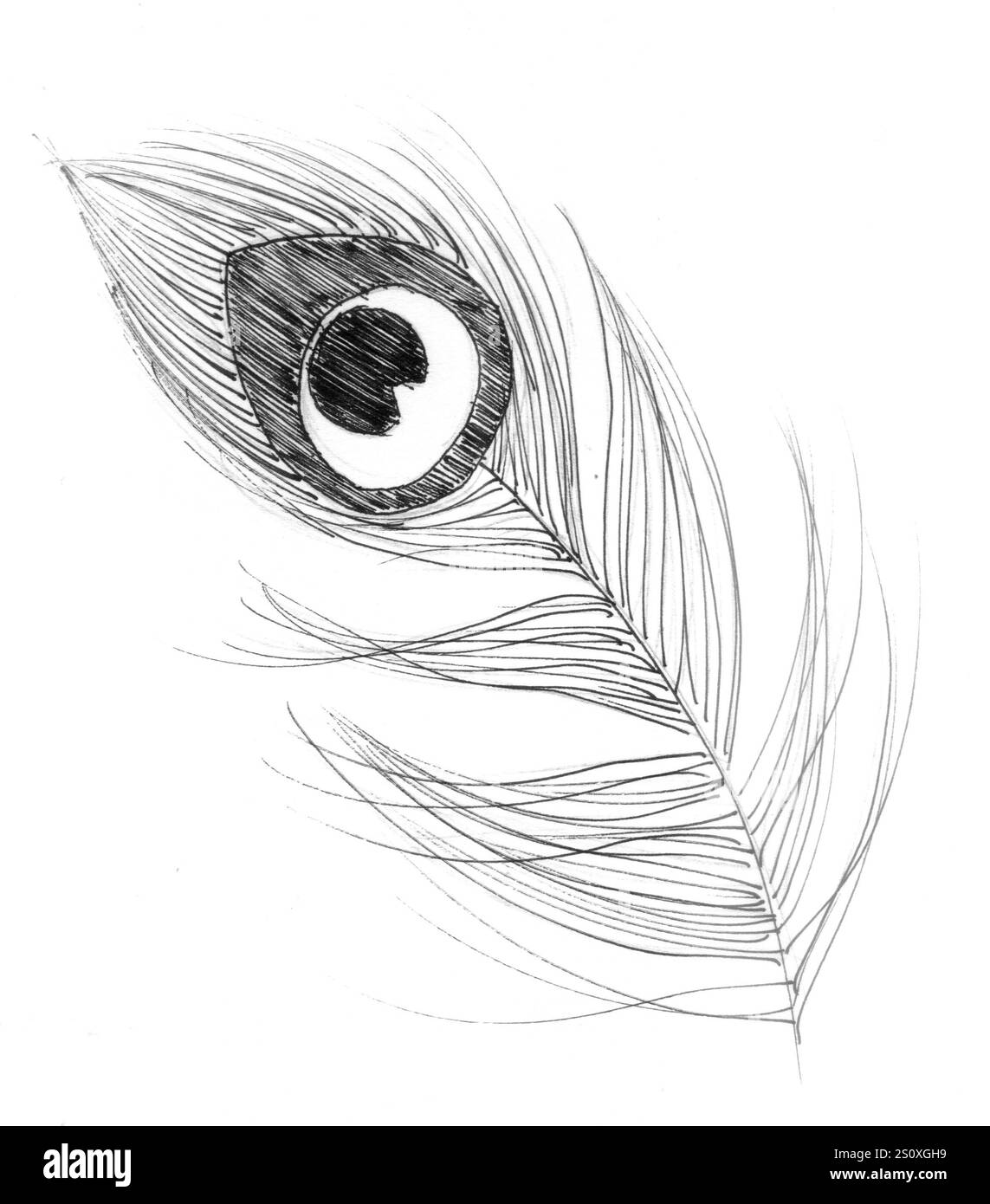 Peacock illustration drawing Black and White Stock Photos & Images - Alamy