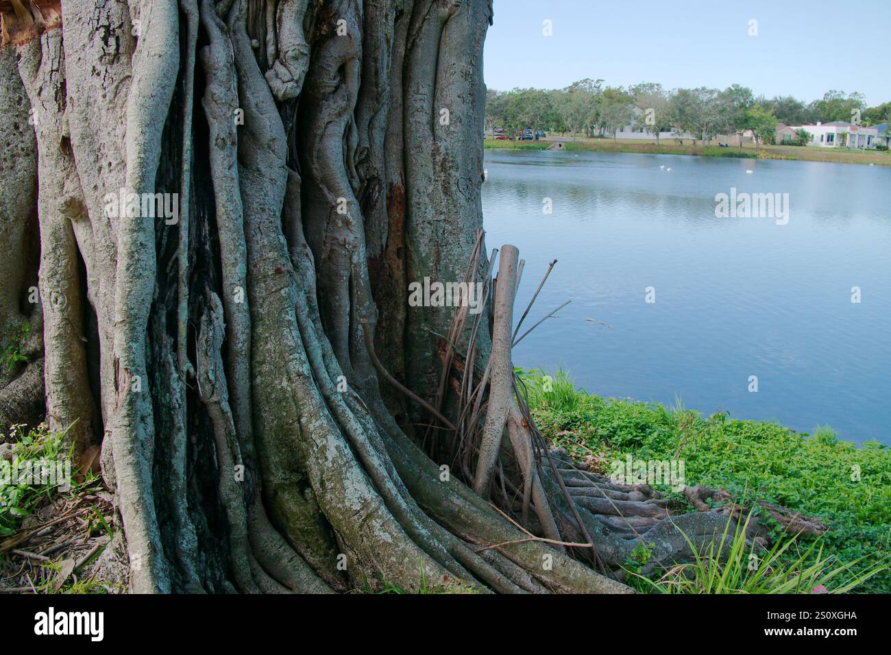 Multiple banyan trees hi-res stock photography and images - Alamy