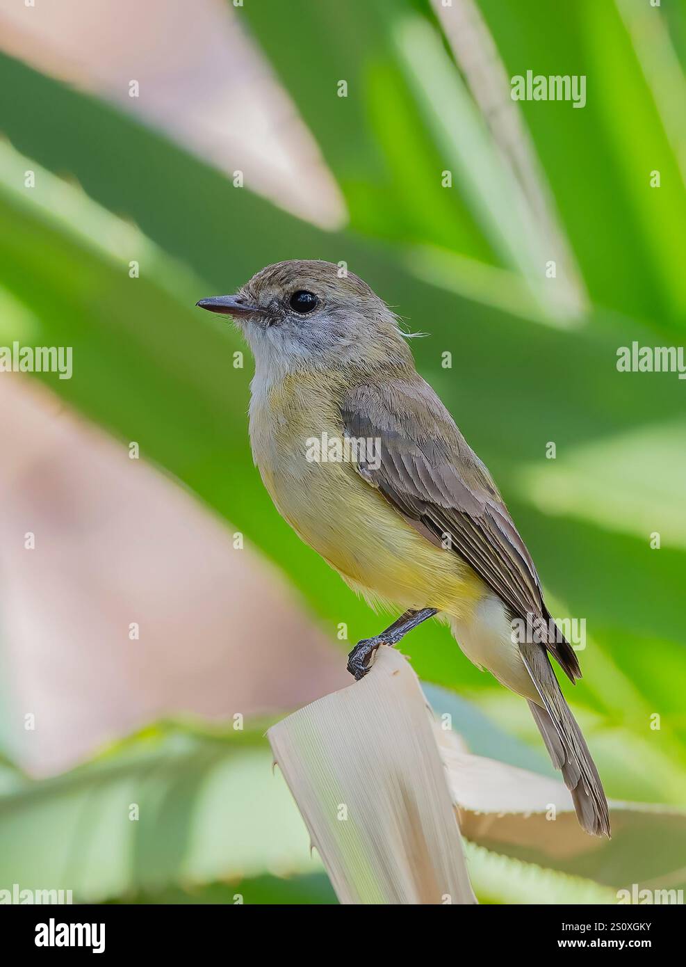Lemon-bellied Flyrobin or Lemon-bellied Flycatcher (Microeca ...