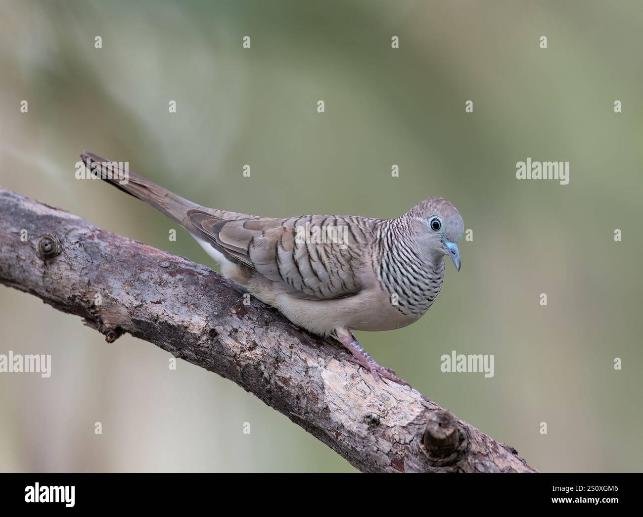 Nudie branch hi-res stock photography and images - Alamy