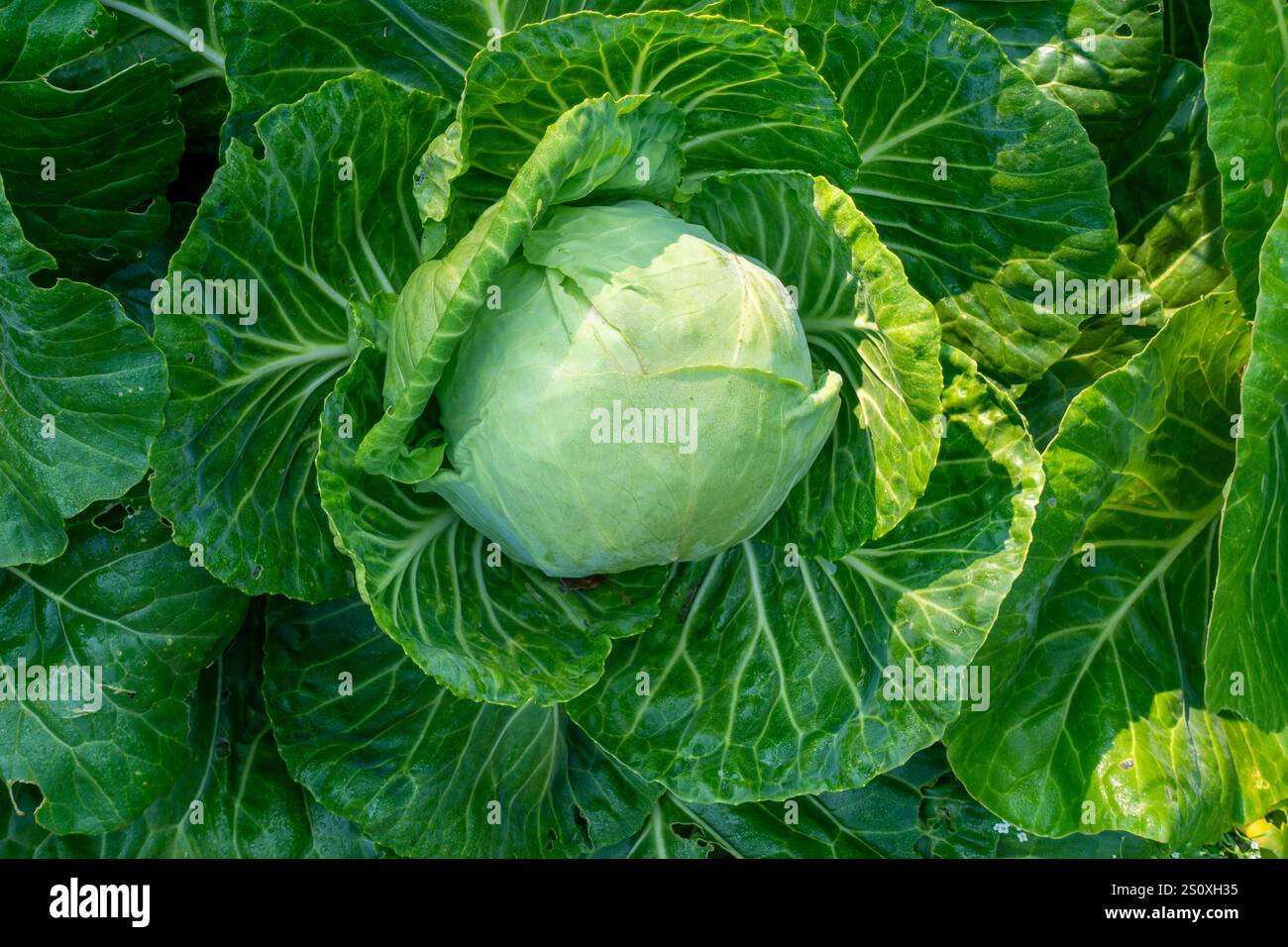 Copenhagen Cabbage Head, Brassica oleracea, growing in garden Stock ...