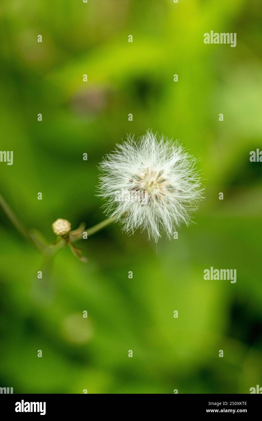 Fluffy dandelion flower Taraxacum ready to spread its seeds in the wind ...