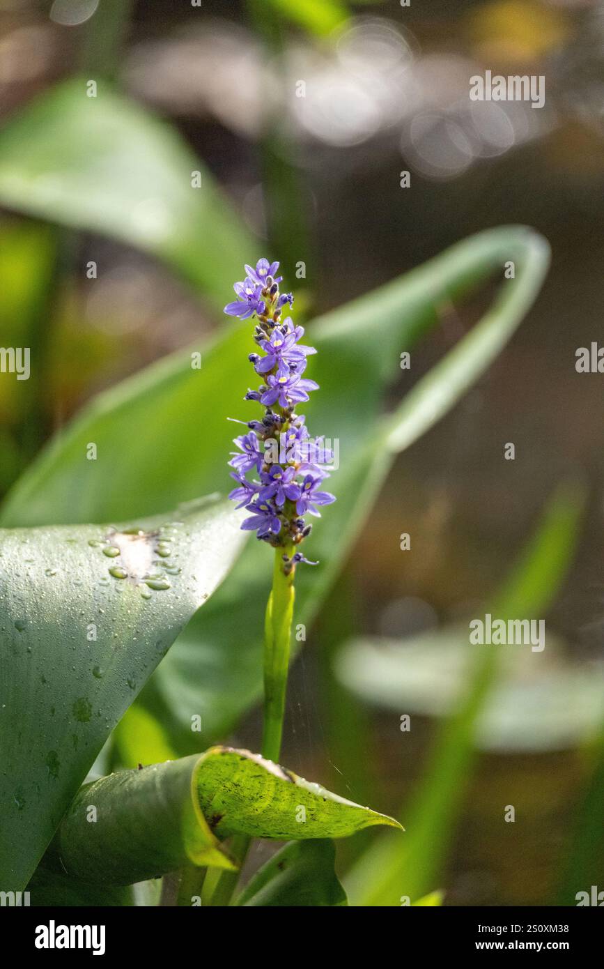 Pickerelweed Pontederia cordata blooms purple flowers in a swamp in ...