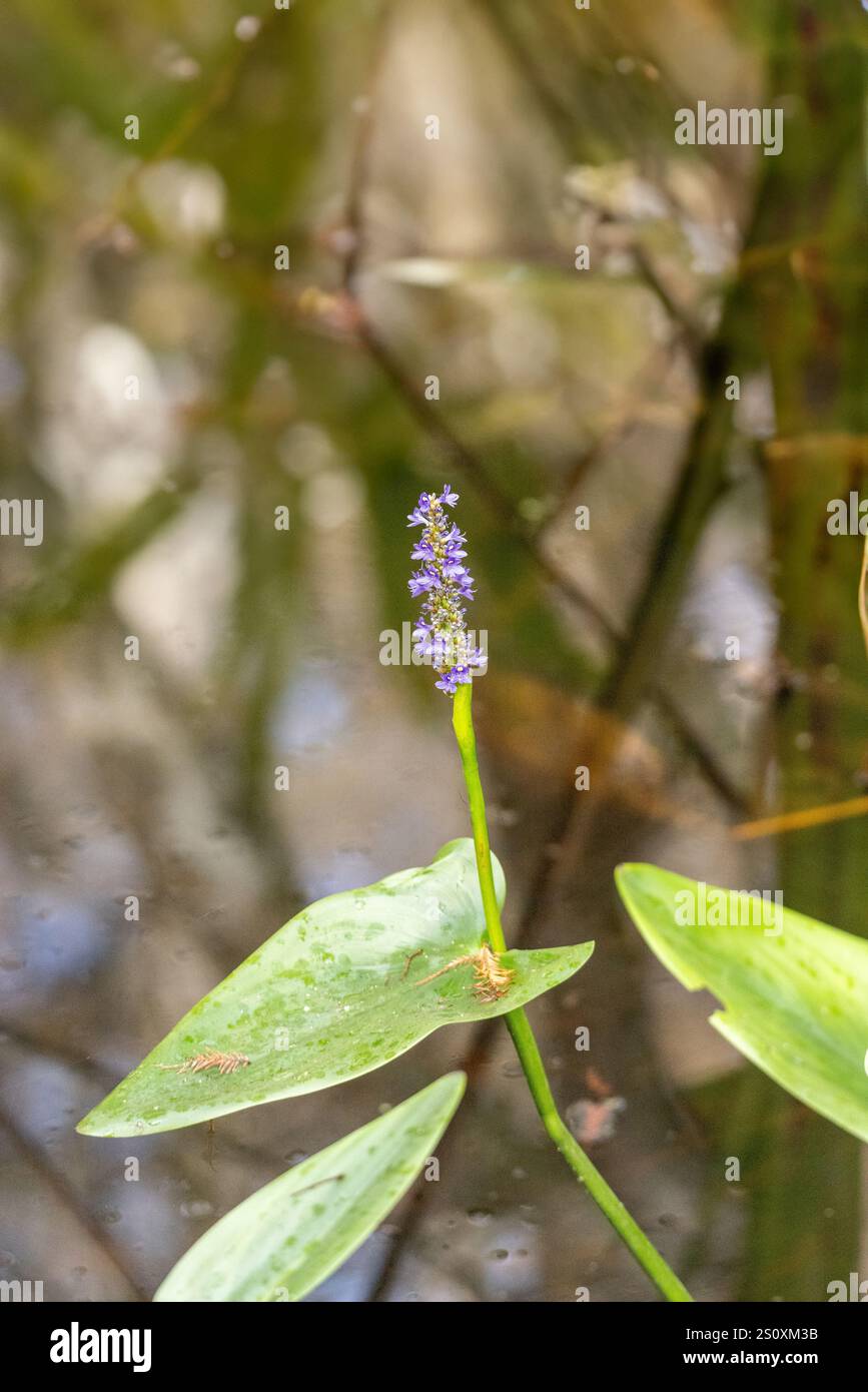 Pickerelweed Pontederia cordata blooms purple flowers in a swamp in ...