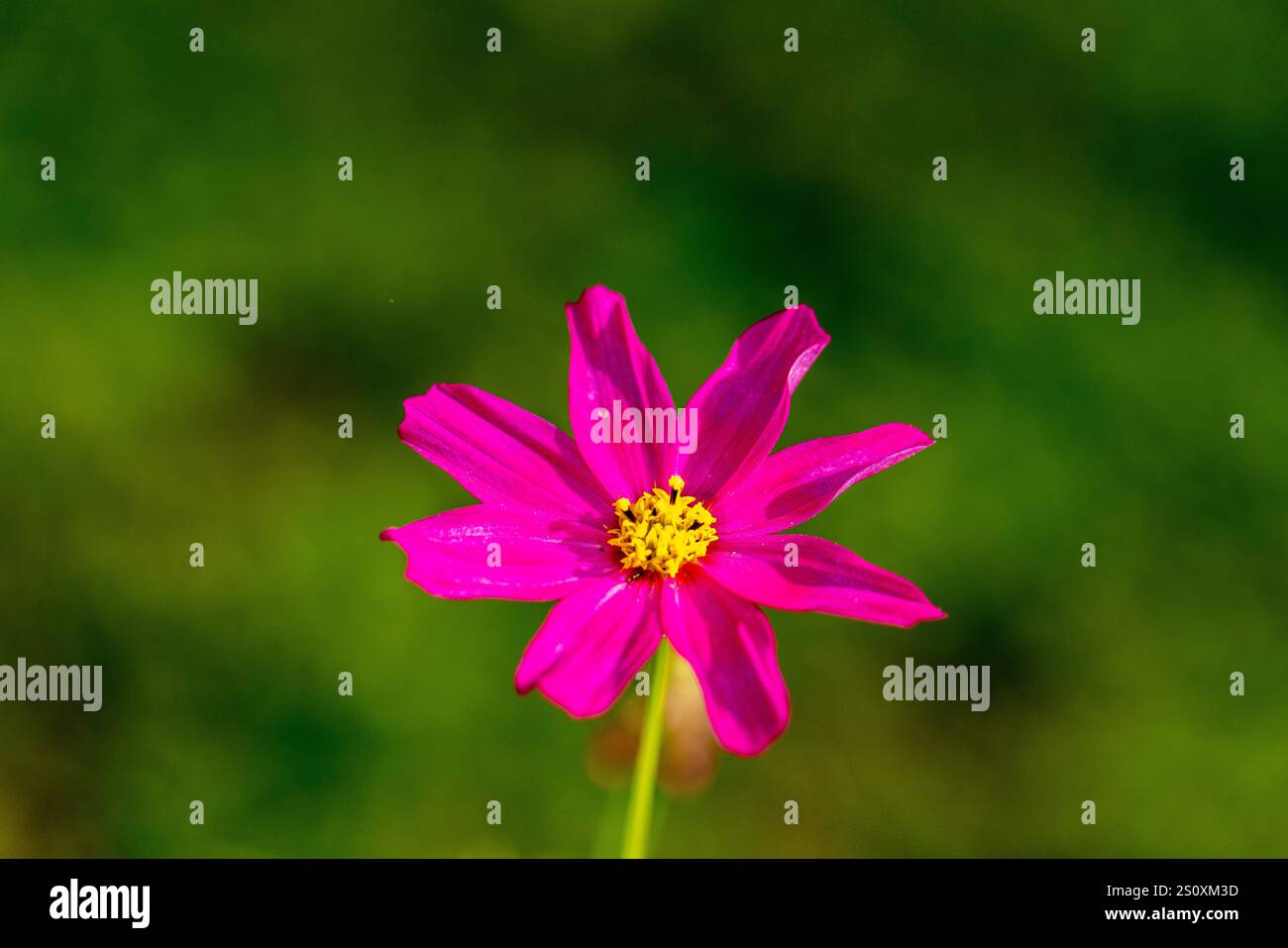 Pink Cosmos daisy flower blooms in a garden in Southwest Florida Stock Photo - Alamy