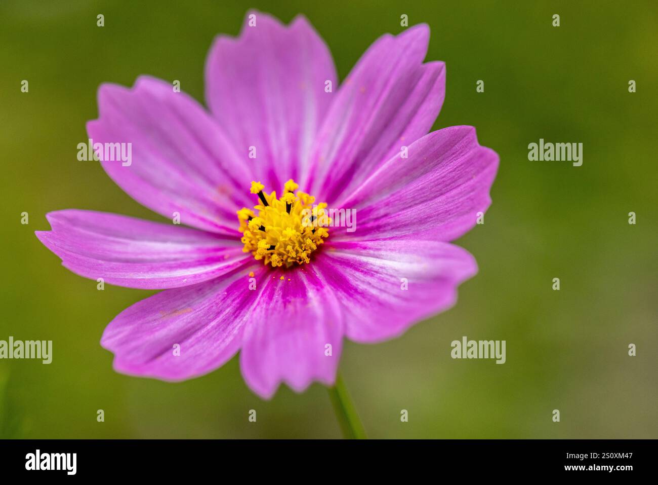 Pink Cosmos daisy flower blooms in a garden in Southwest Florida Stock ...
