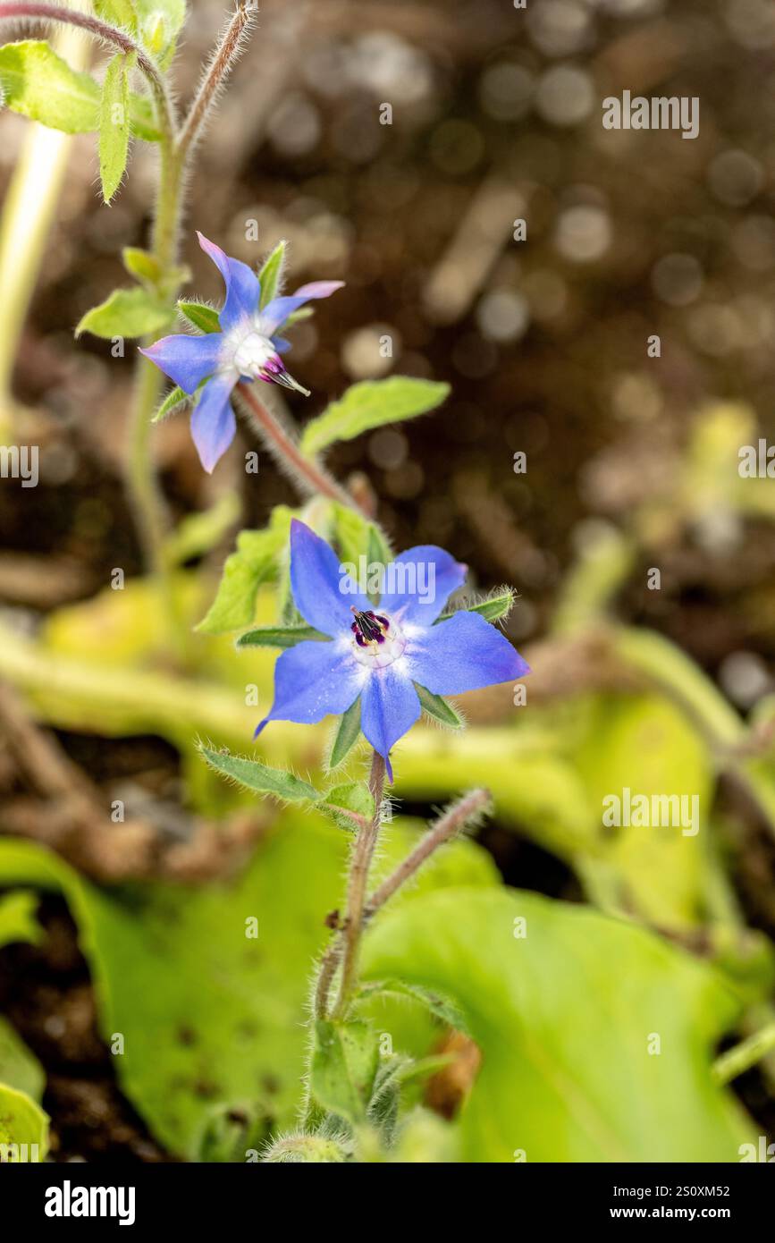 Purple Borage flower also known as a starflower is edible and is ...