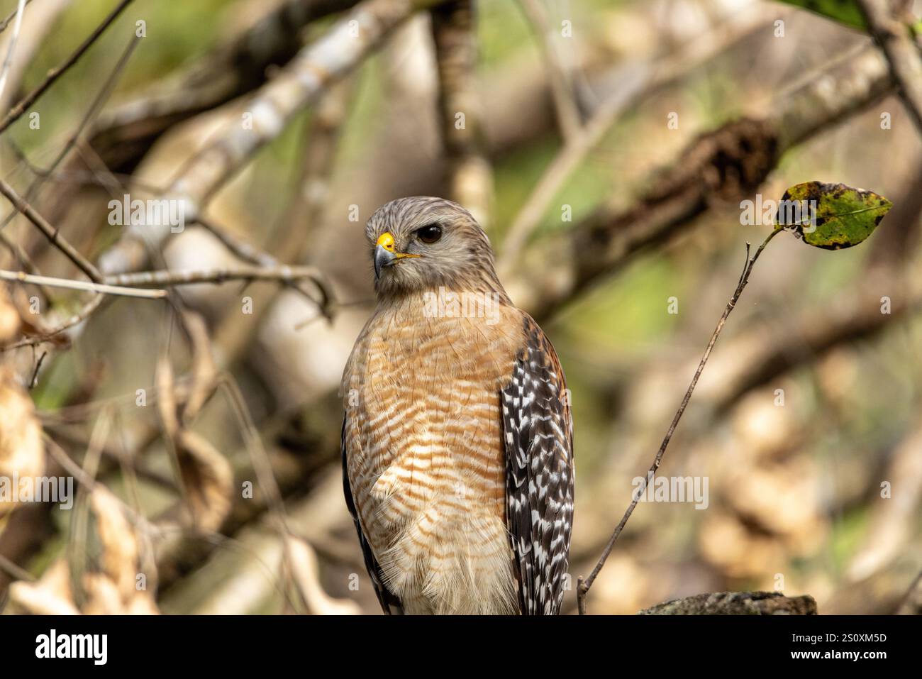 Red Shouldered Hawk Buteo lineatus perched on a tree branch in ...