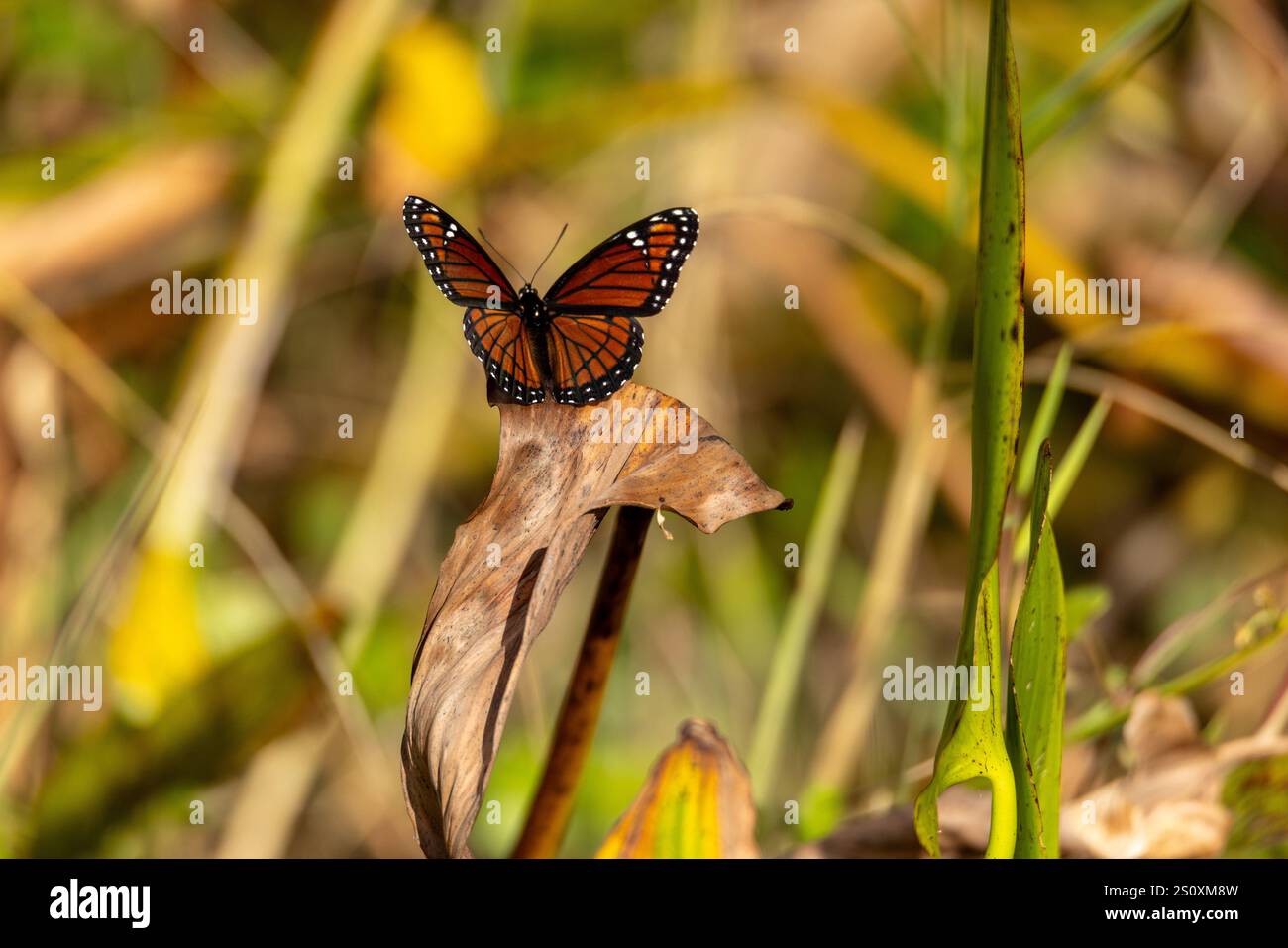 Viceroy butterfly Limenitis archippus spreads its wings in a marsh in ...
