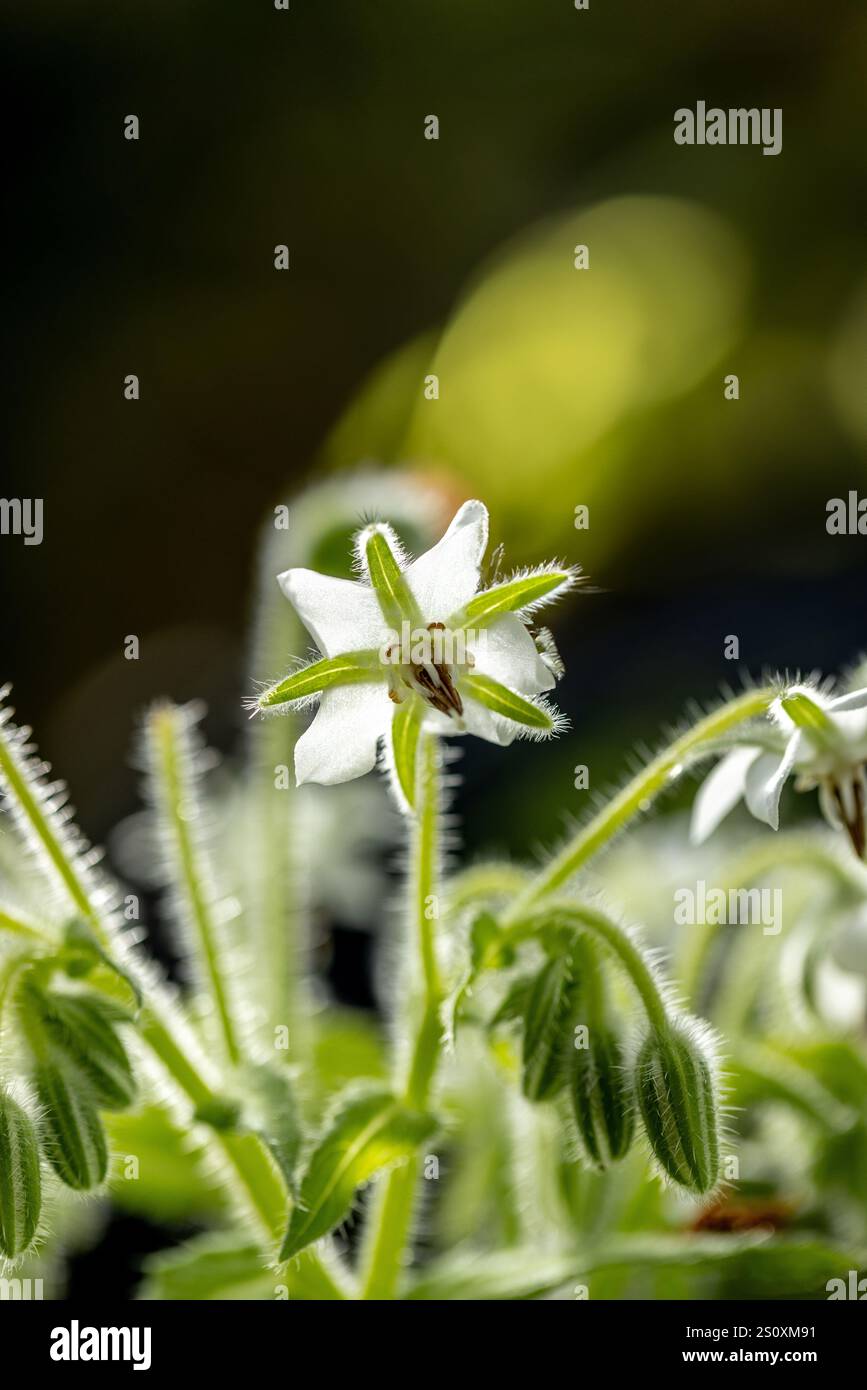 White Borage flower also known as a starflower is edible and is ...