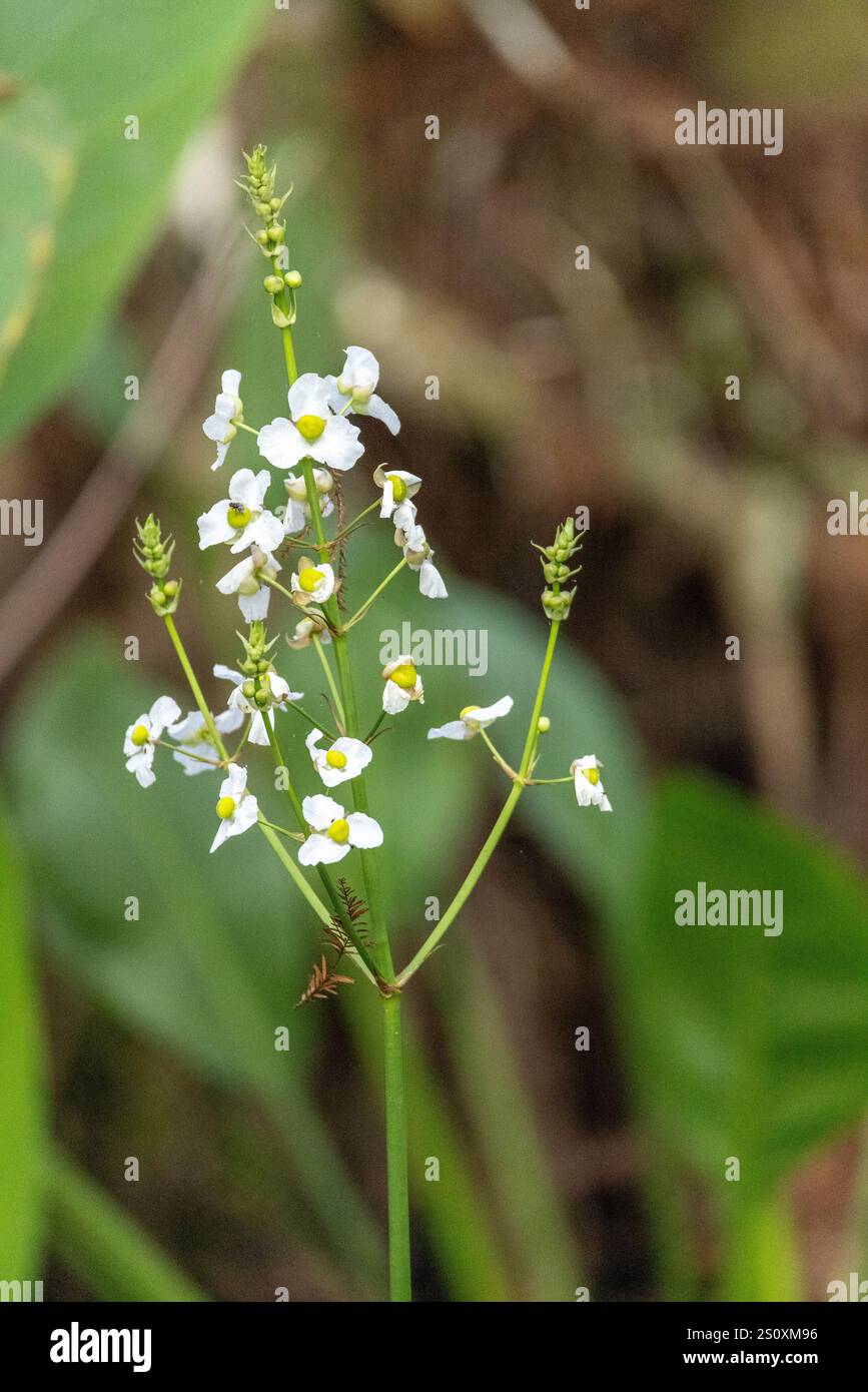 White Sagittaria trifolia blooms in the swamp of Southwest Florida ...