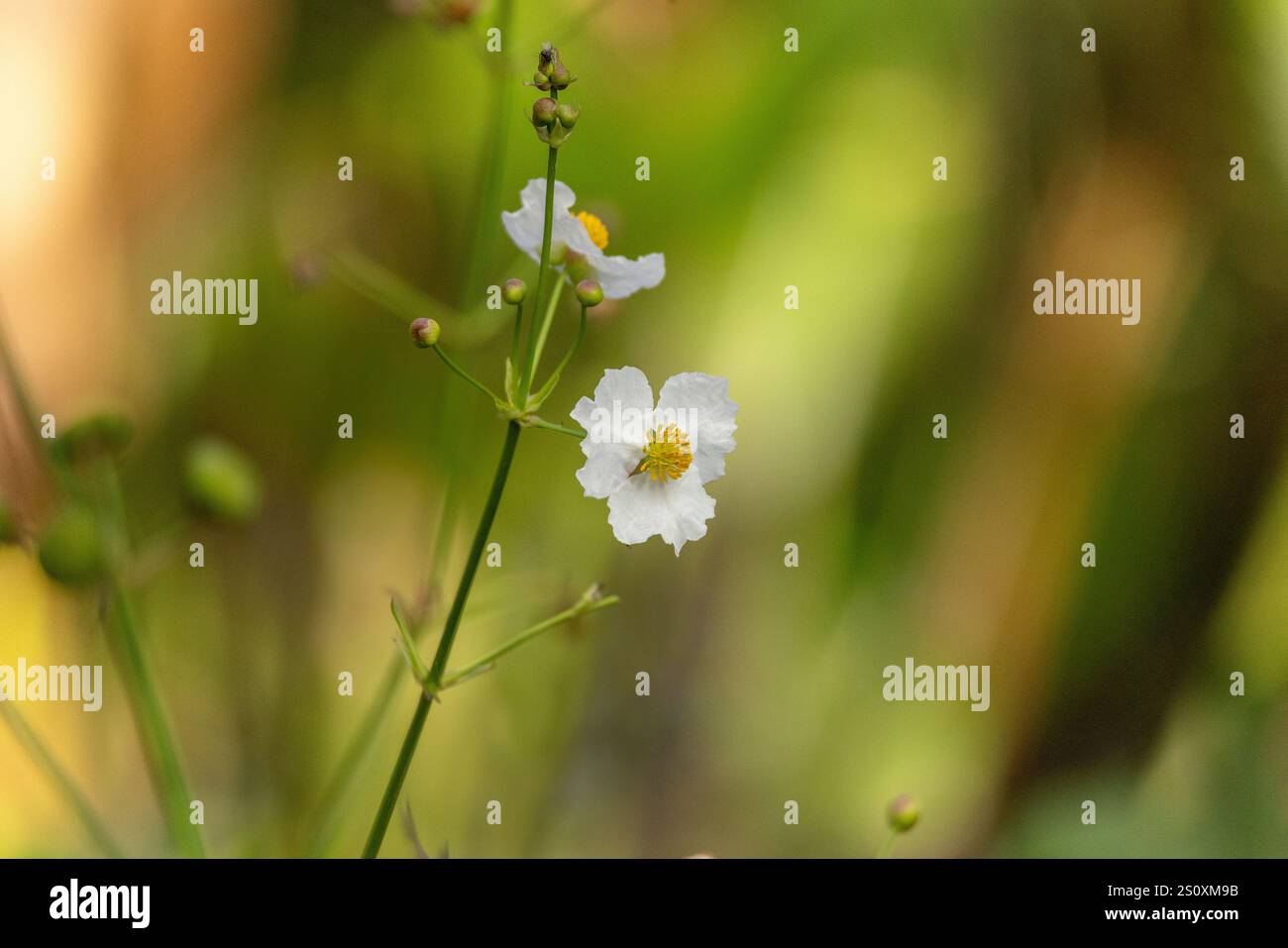 White Sagittaria trifolia blooms in the swamp of Southwest Florida ...