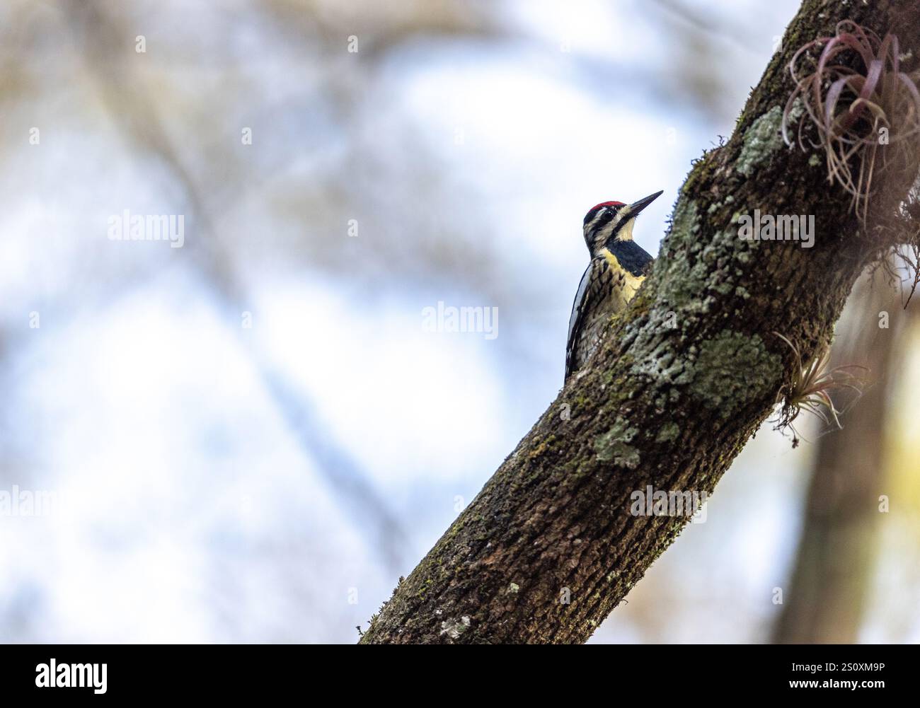 Yellow bellied sapsucker Sphyrapicus varius forages for berries and ...