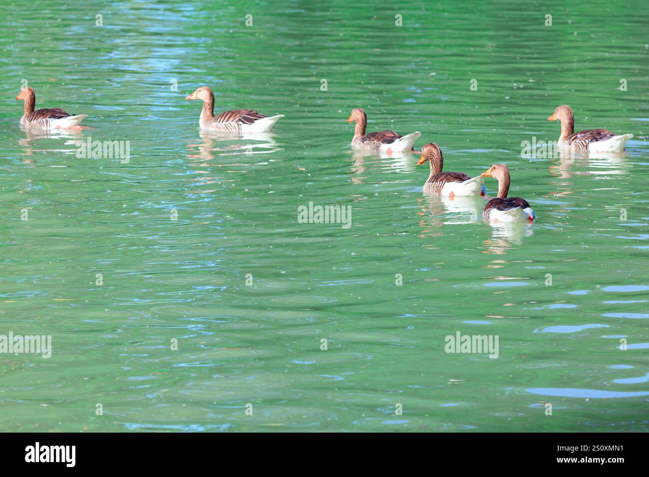 Serene scene of ducks gracefully swimming together in a tranquil lake ...