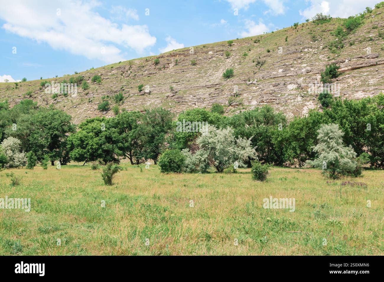 Scenic landscape featuring grassy field with scattered bushes and trees ...