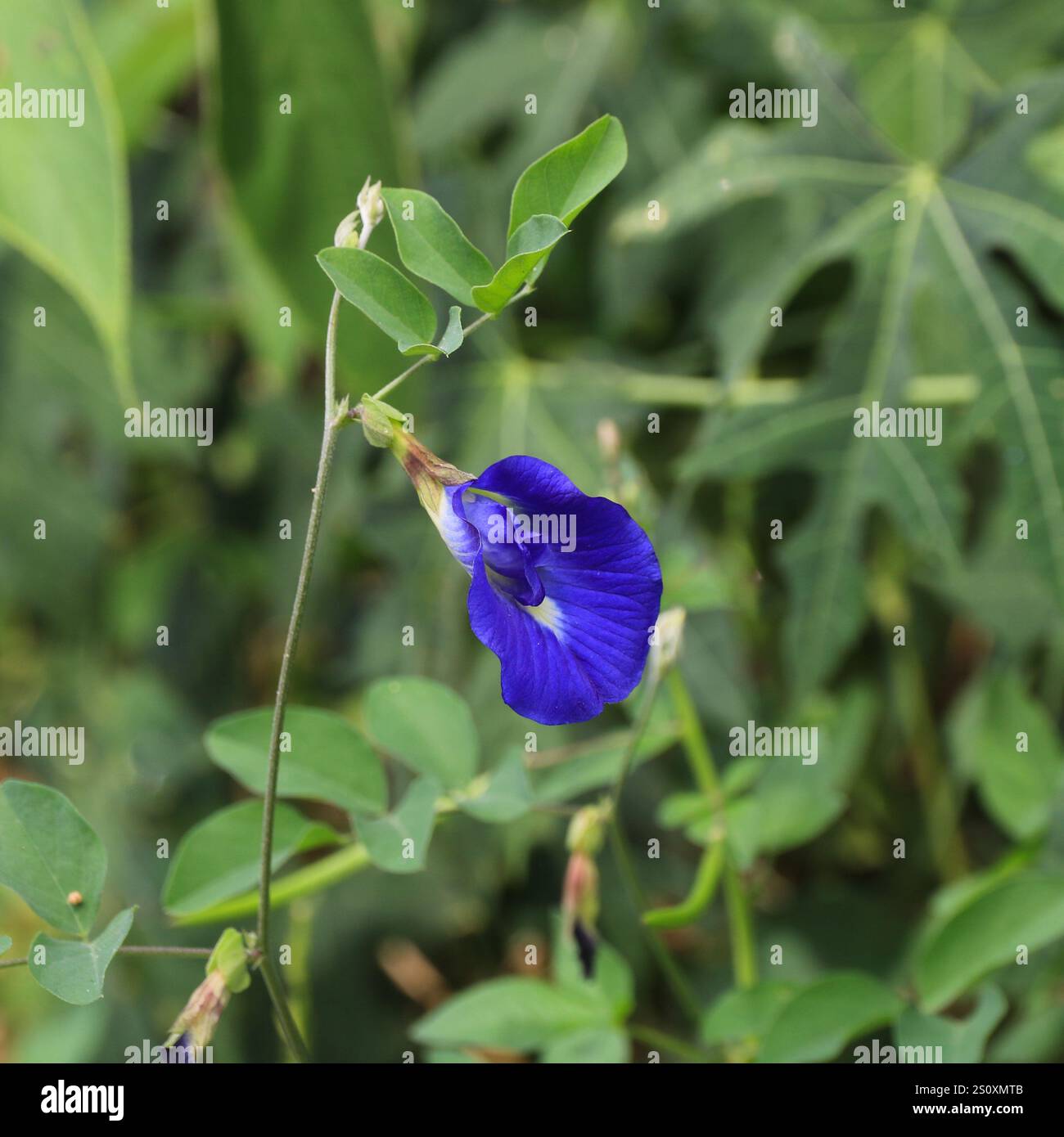 Clitoria ternatea, ornate blue flower and medical herb, photographed in ...