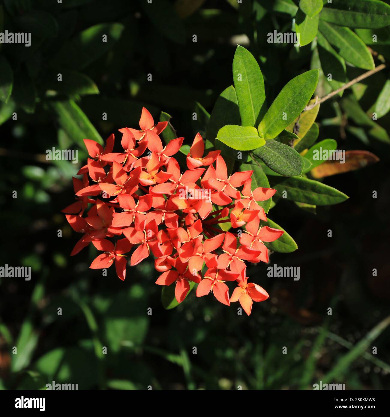 Ixora coccinea, flowering shrub and medical plant, photographed in ...