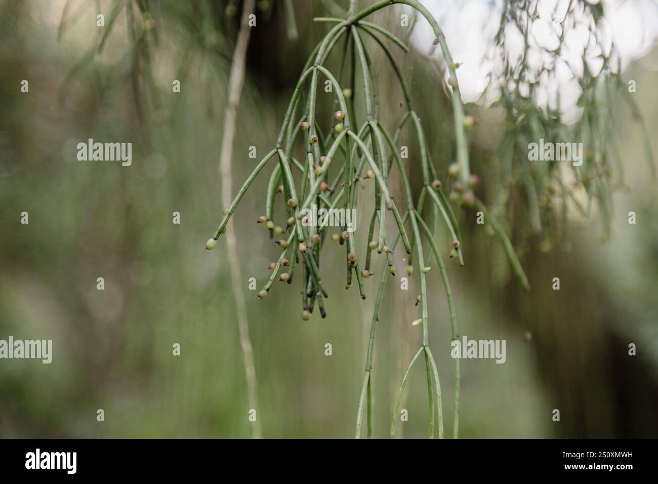 Sao Paulo, Brazil. 4 June, 2015. A close-up view of branches and fruits ...