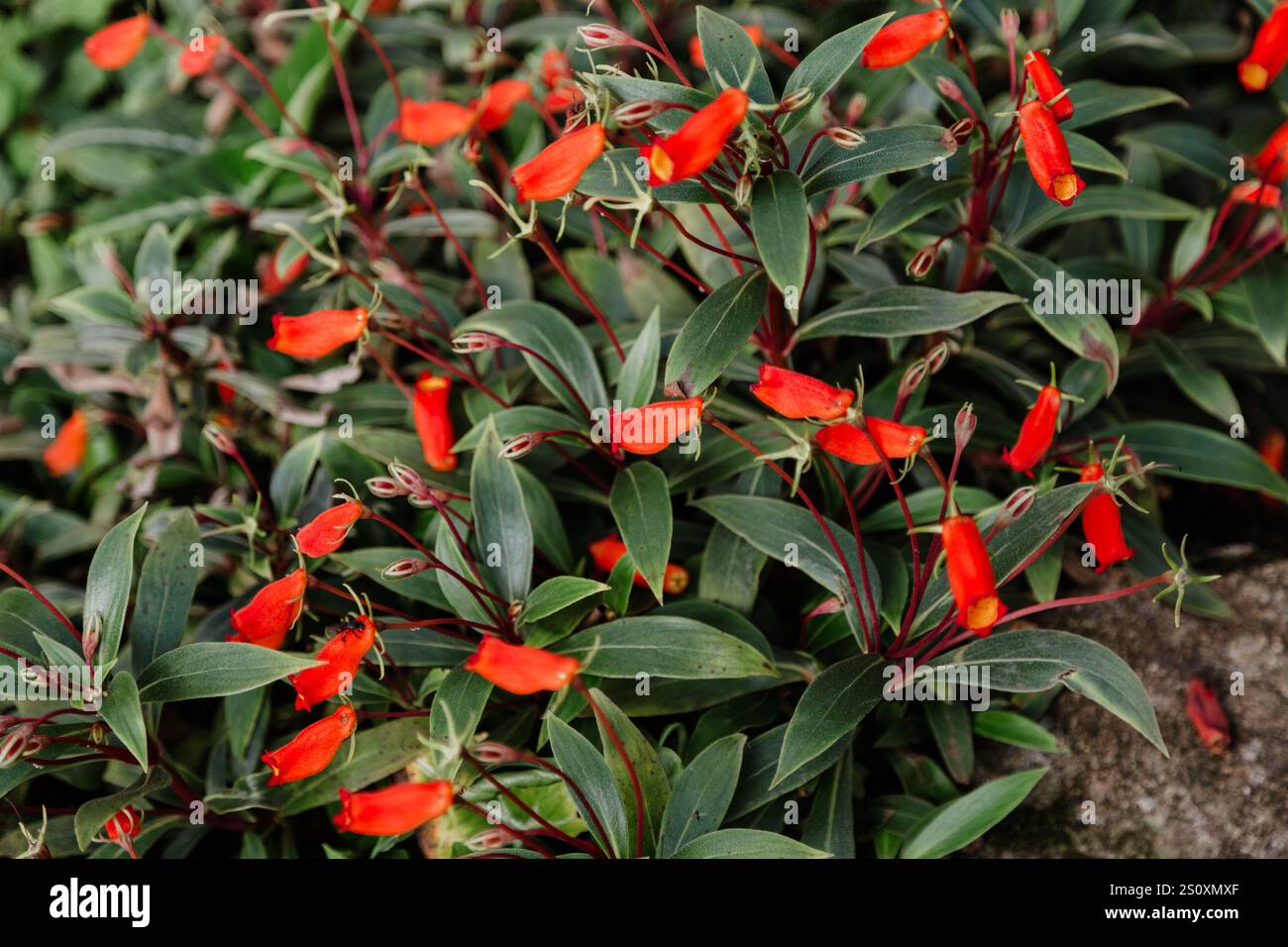 Sao Paulo, Brazil. 4 June, 2015. A close-up view of red-orange flowers ...