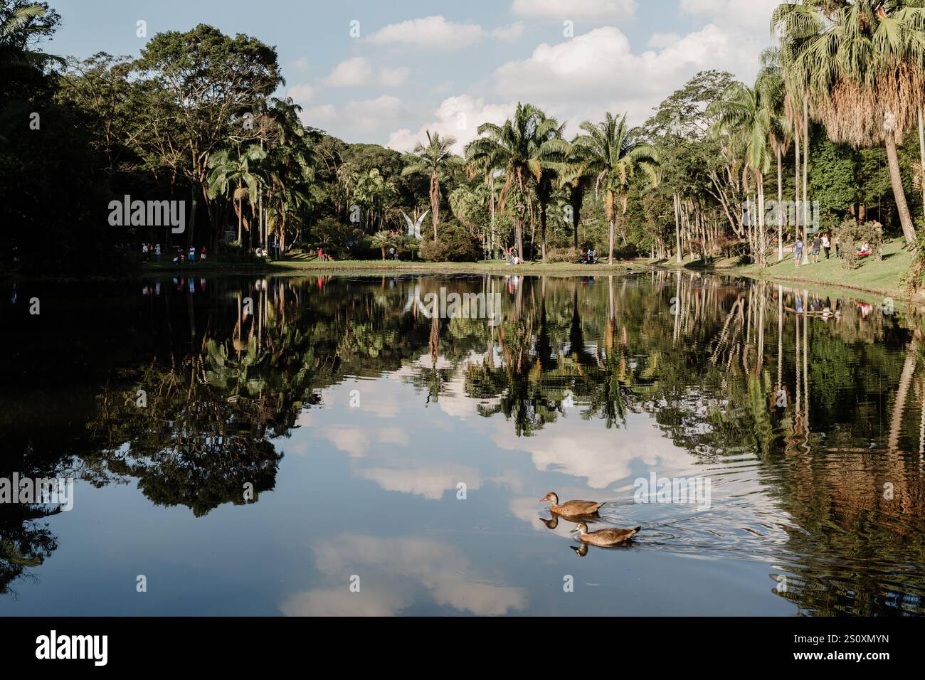 Sao Paulo, Brazil. 4 June, 2015. A pair of Brazilian teal or Brazilian ...