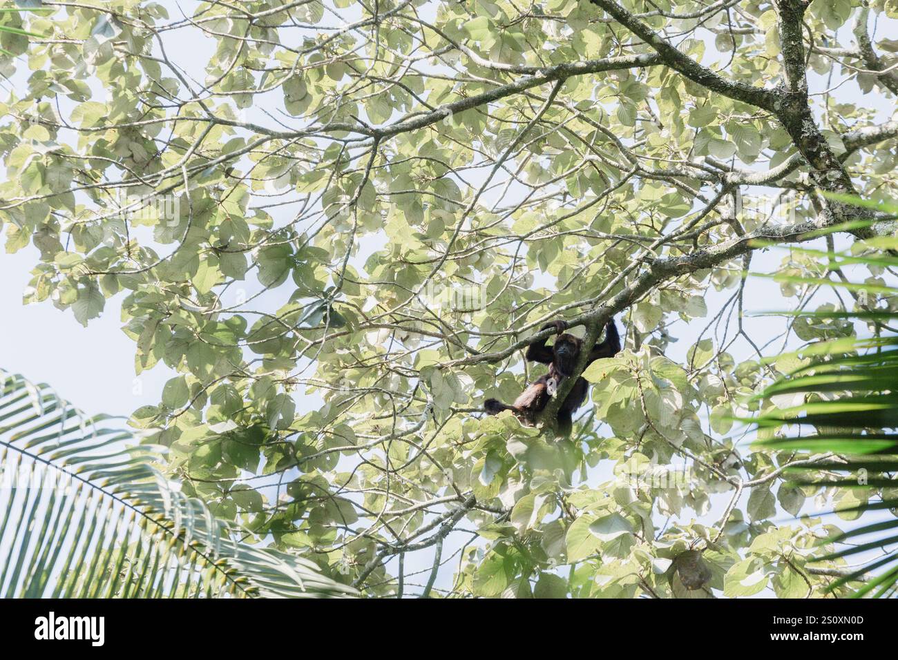 Riacho macaco hi-res stock photography and images - Alamy