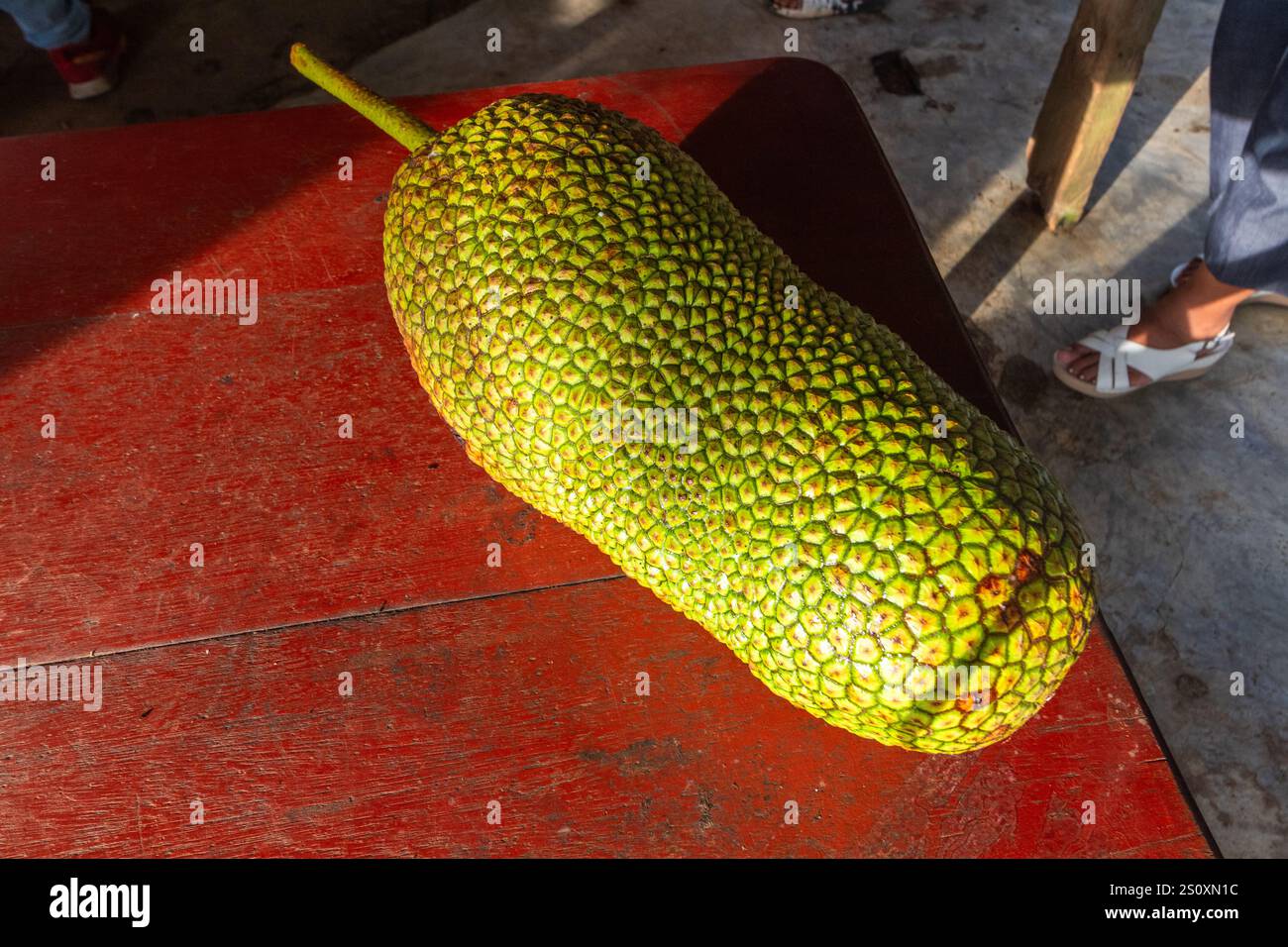 A ripe cempedak fruit at a tropical fruit nursery in Cotabato, Mindanao ...