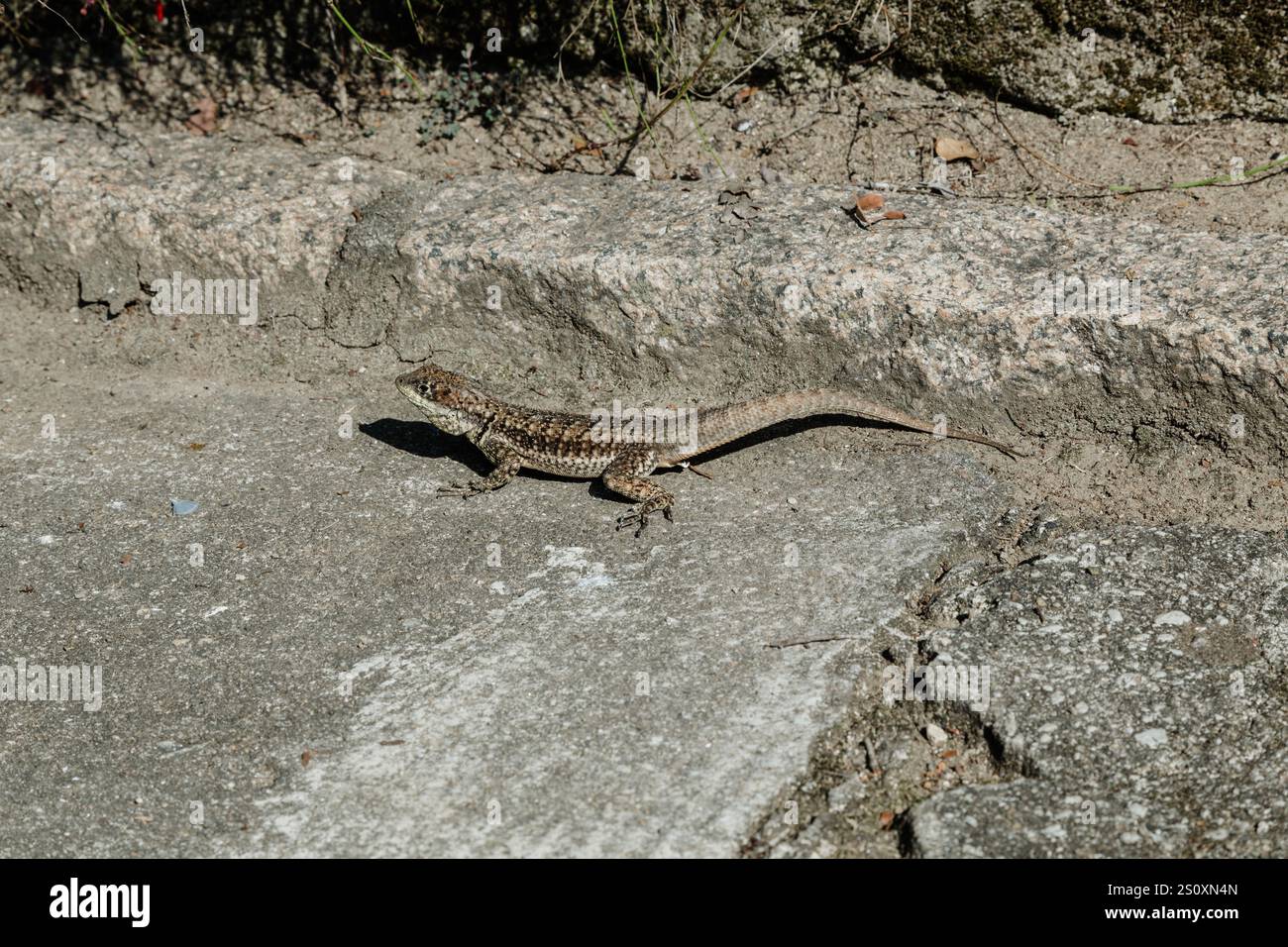 Sao Paulo, Brazil. 4 June, 2015. The Amazon lava lizard (Tropidurus ...