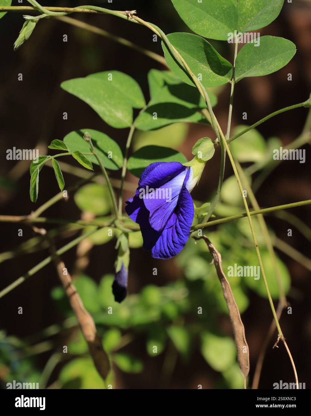 Clitoria ternatea, bright blue flower and medical herb used in ...