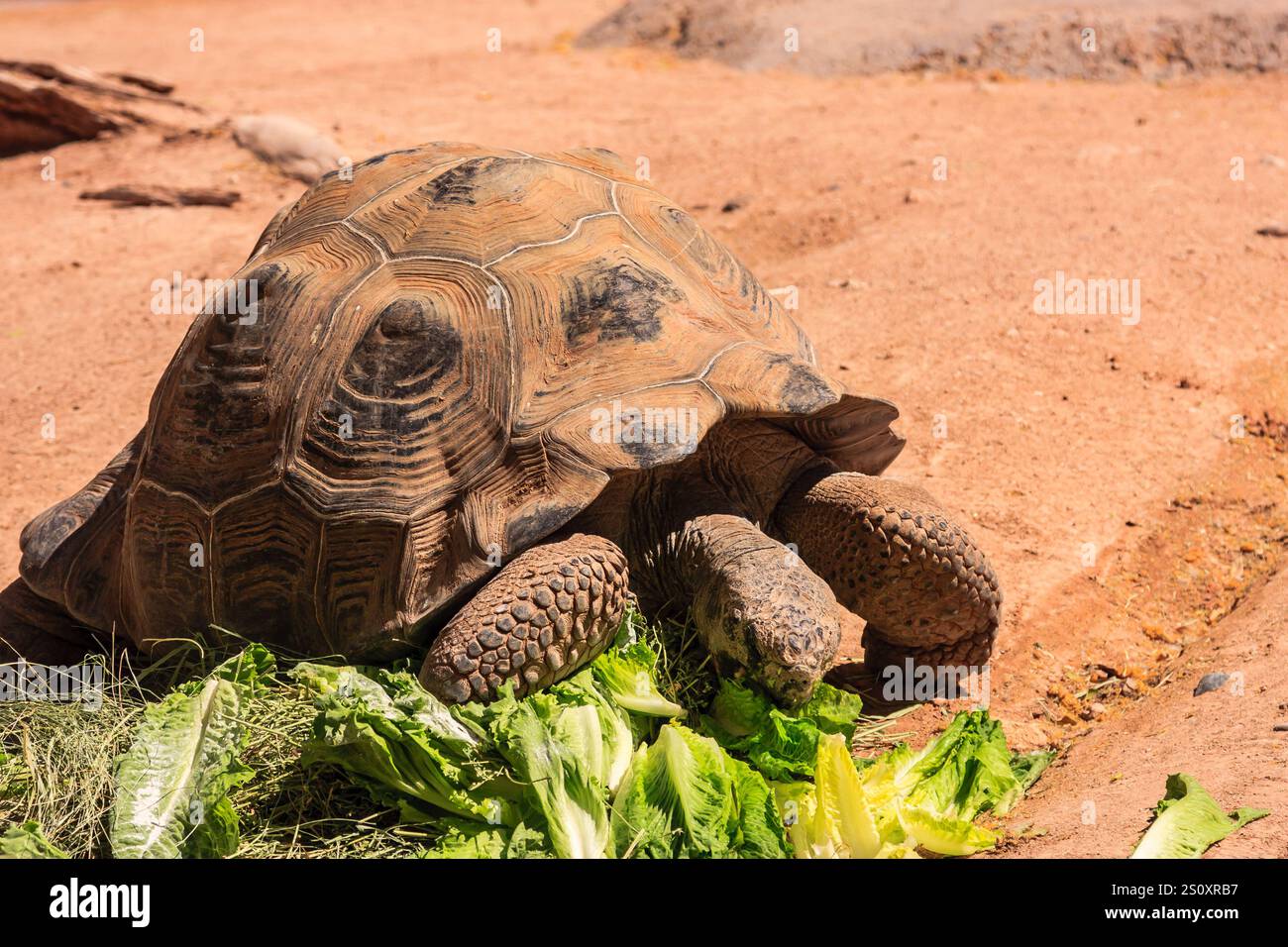 A tortoise is eating lettuce in a desert. The scene is peaceful and ...