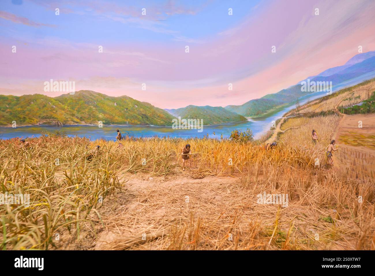A typical village woman, in a field, busy harvesting a wheat, millet ...