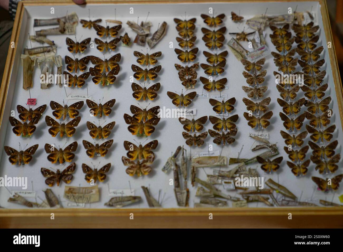A butterfly collection box at a storeroom at the African Butterfly ...