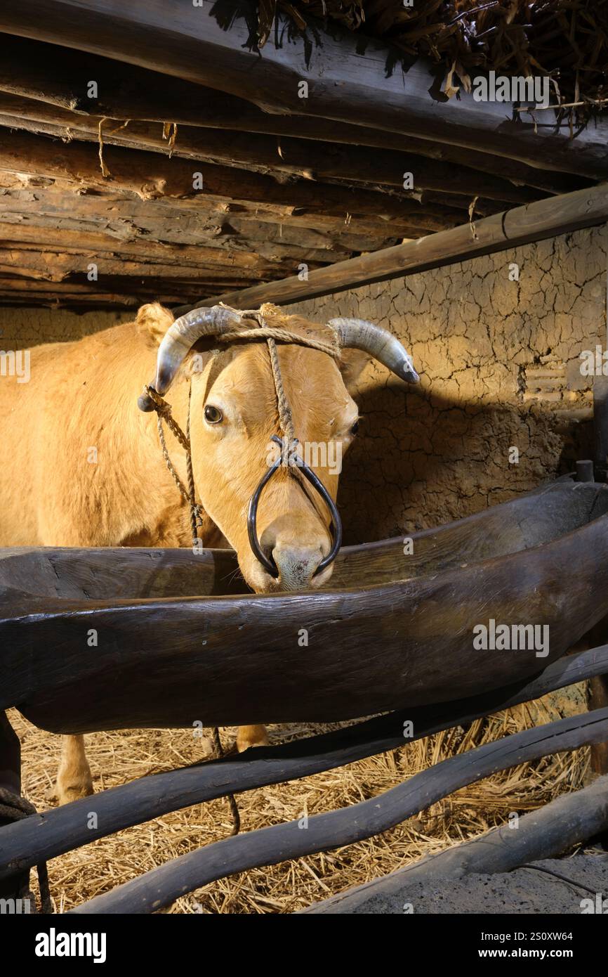 A cow, livestock in a typical village stable, called a Saranchae. A ...