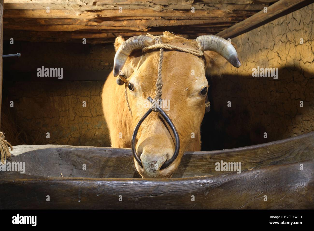 A cow, livestock in a typical village stable, called a Saranchae. A ...