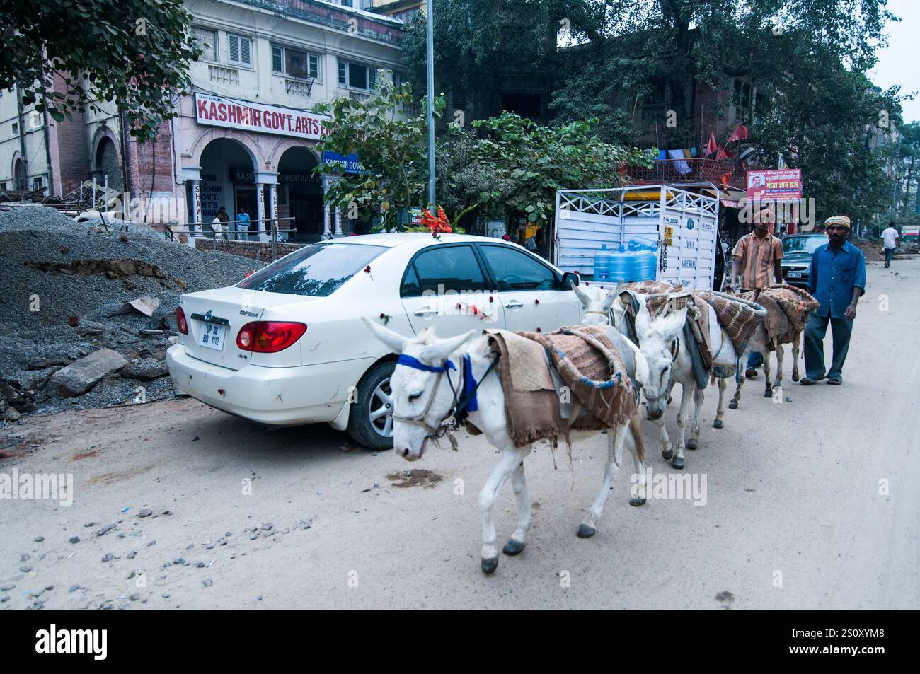 Donkeys walking on Mahatma Gandhi Marg in Hazratganj, Lucknow, India ...