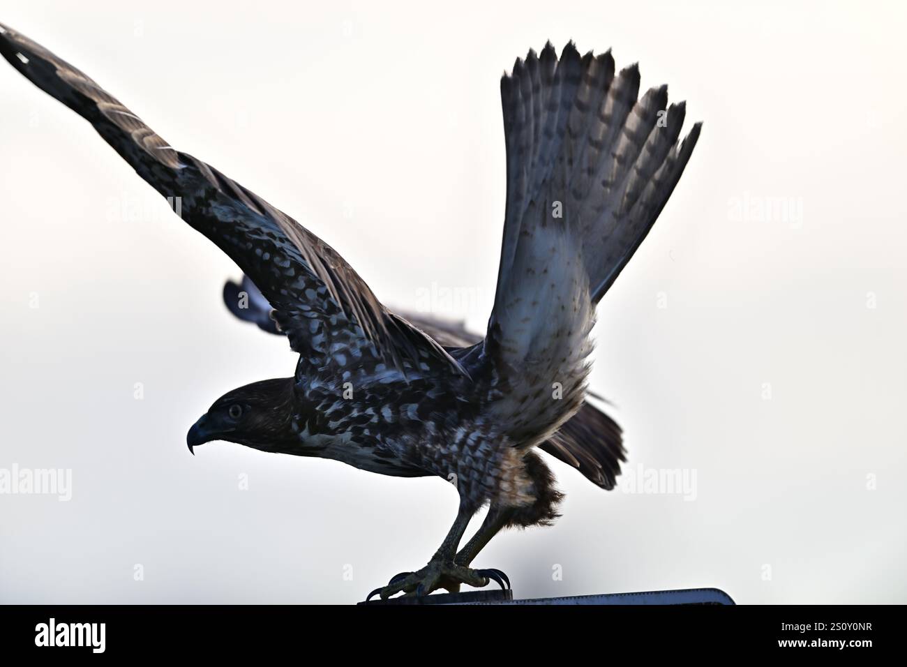Red-tailed Hawk displaying it's magnificent feathers Stock Photo - Alamy